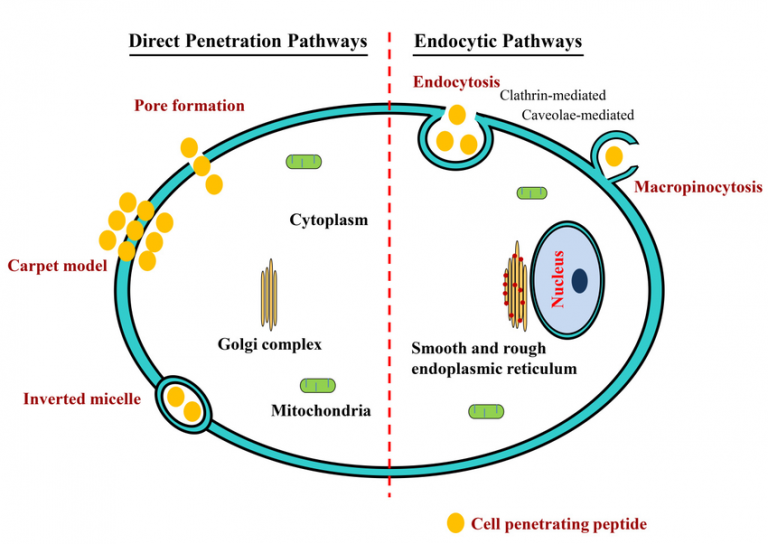 Cell-Penetrating Peptides - Creative Peptides Blog