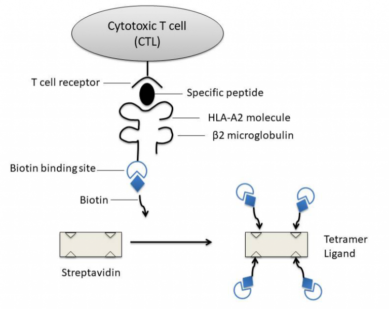 MHC-peptide tetramer and its application - Creative Peptides Blog MHC-peptide tetramer and its application - Creative Peptides Blog