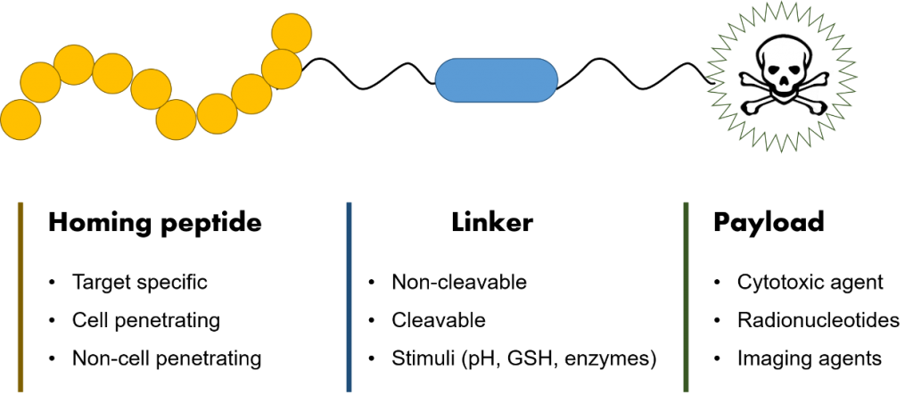 The First Anti-Cancer Peptide Conjugated Drug Has Recently Been ...