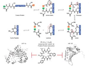 Screening Strategies for Cyclopeptide Drugs