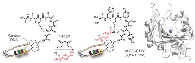 Screening Strategies for Cyclopeptide Drugs