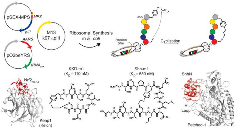Screening Strategies for Cyclopeptide Drugs
