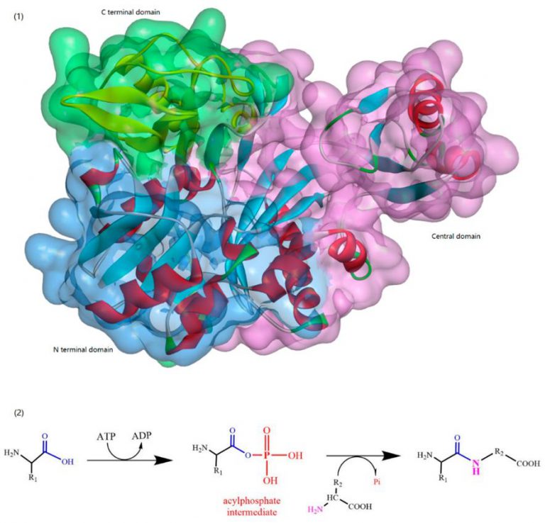 Enzymatic Synthesis of Oligopeptide