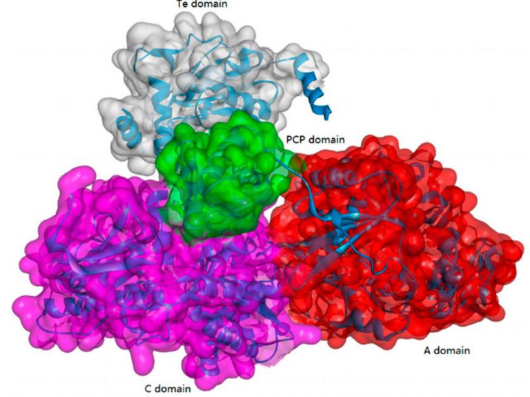 Enzymatic Synthesis of Oligopeptide